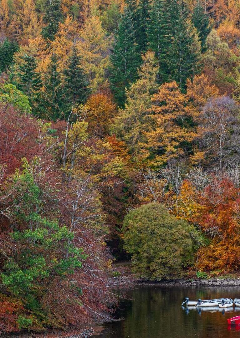 Forest Bathing | Outdoor Activities Pitlochry | Scotland's Hotel