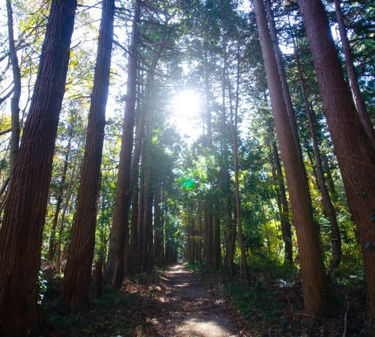 Forest Bathing | Outdoor Activities Pitlochry | Scotland's Hotel