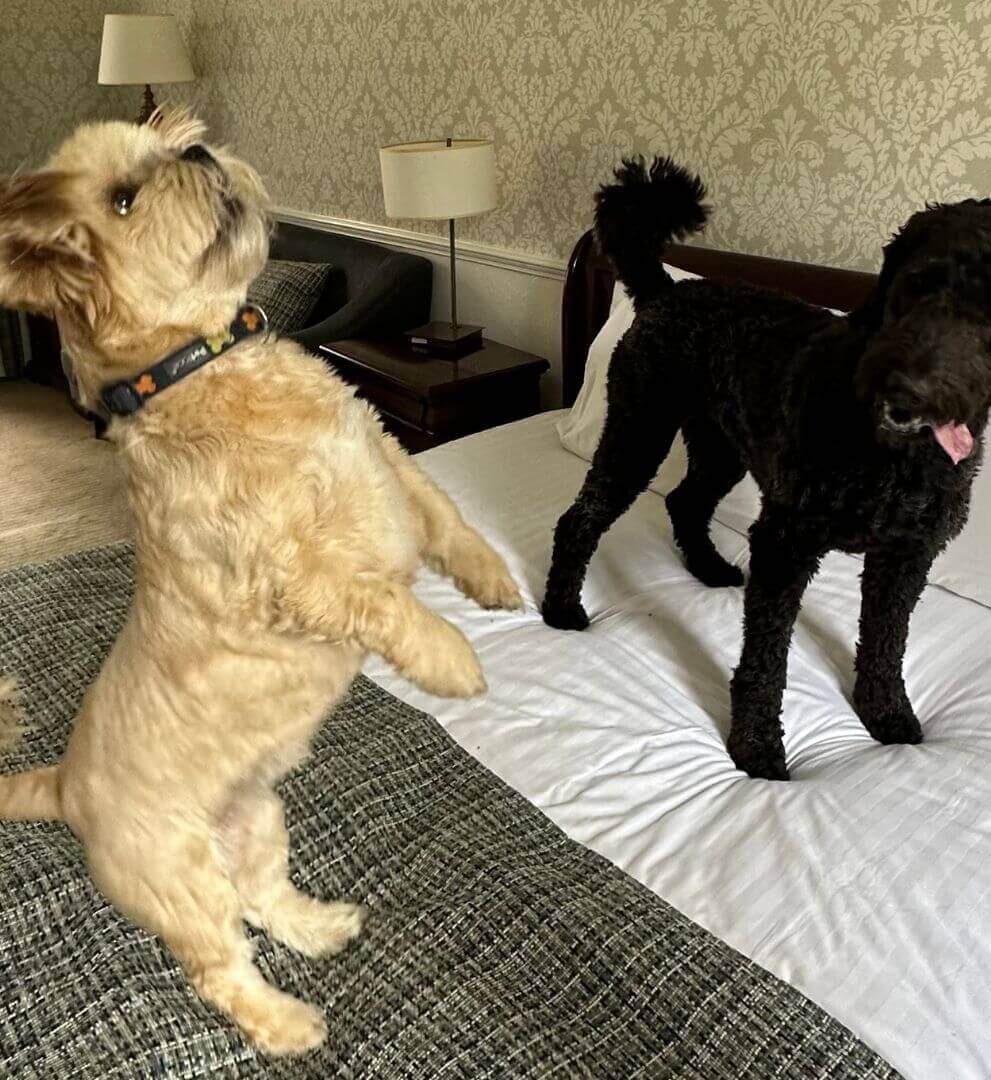 Pet Breaks | Dog Friendly Hotel Scotland | Scotlands Spa Hotel